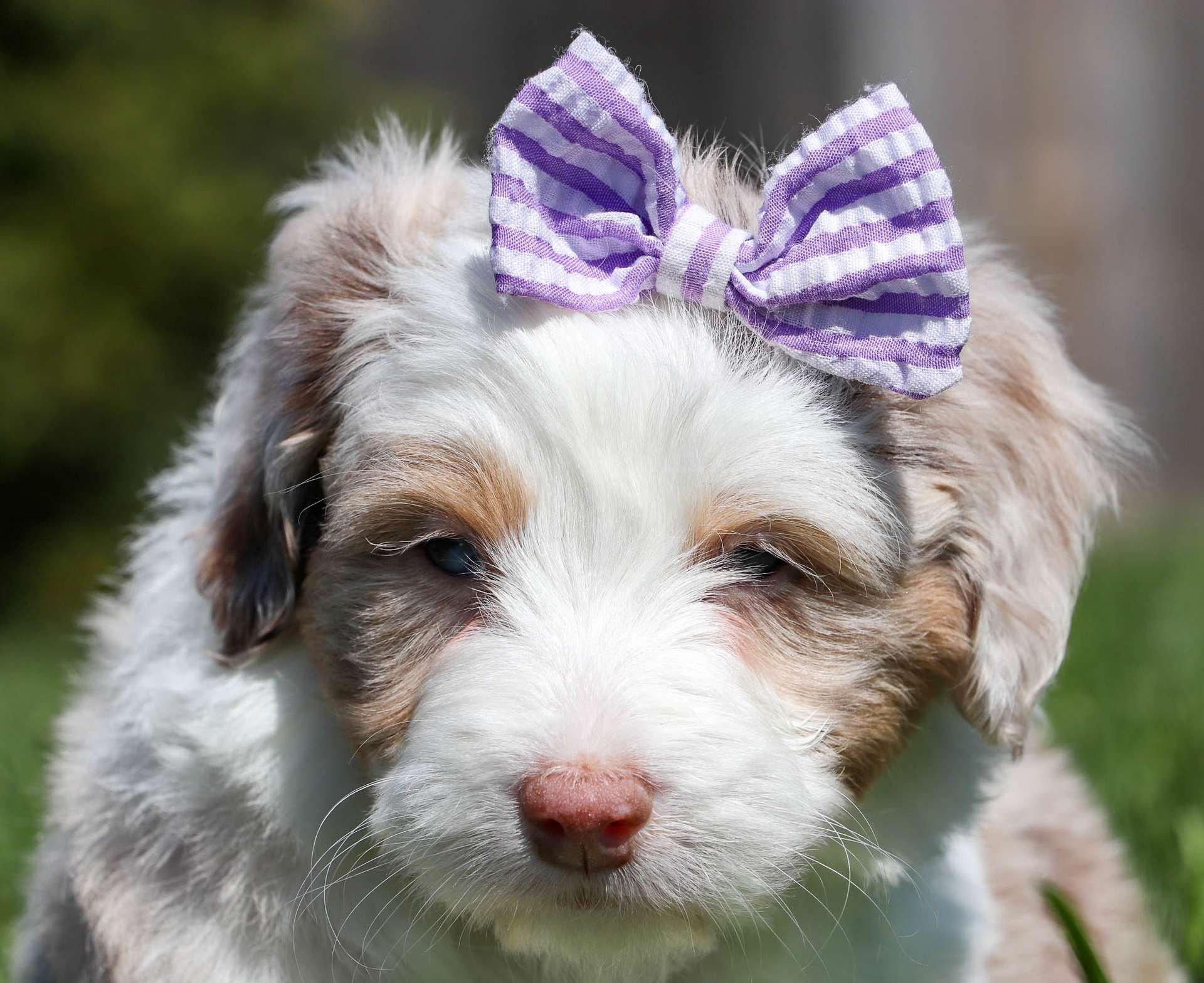 Best Texas Aussiedoodles Available — Crockett Doodles