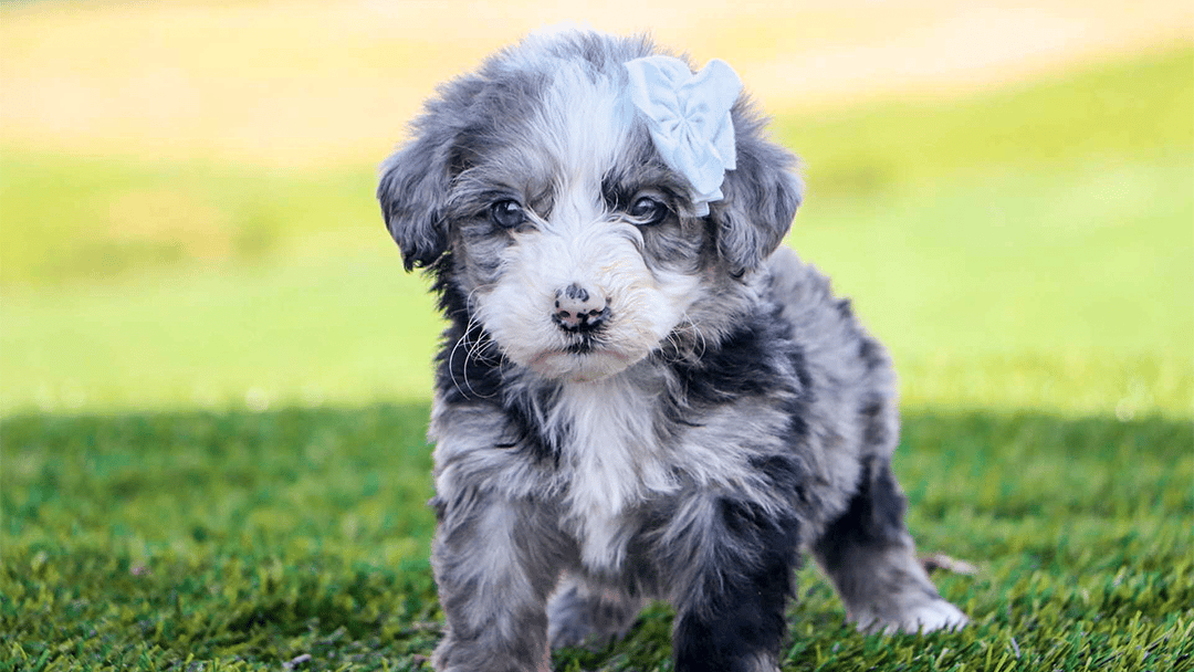 Best Detroit Sheepadoodles Available — Crockett Doodles