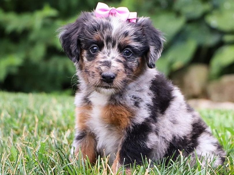 Doodle Puppies for Sale | Family-raised — Crockett Doodles