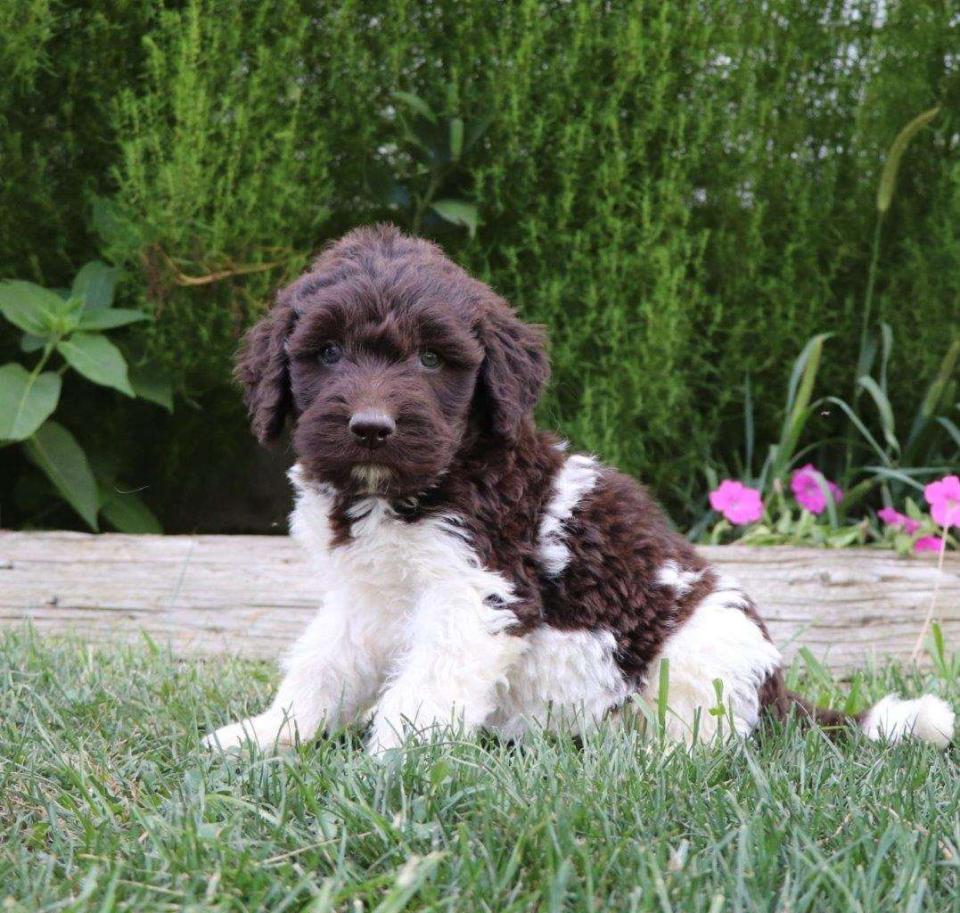 Best Madison Newfiedoodles Available — Crockett Doodles