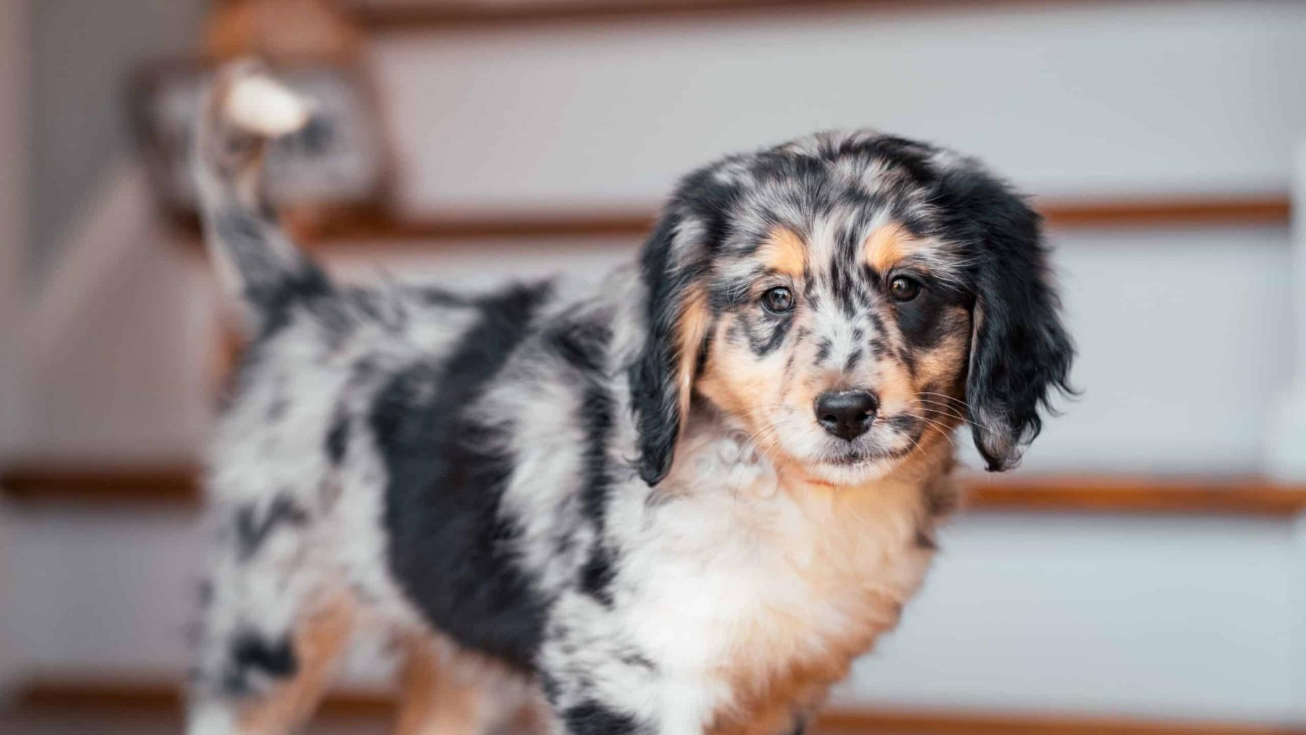Aussiedoodle Puppies for Sale | Family-Raised & Healthy