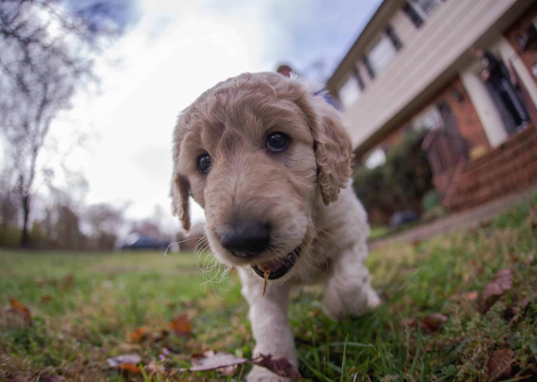 Adorable Mini Double Doodles — Crockett Doodles