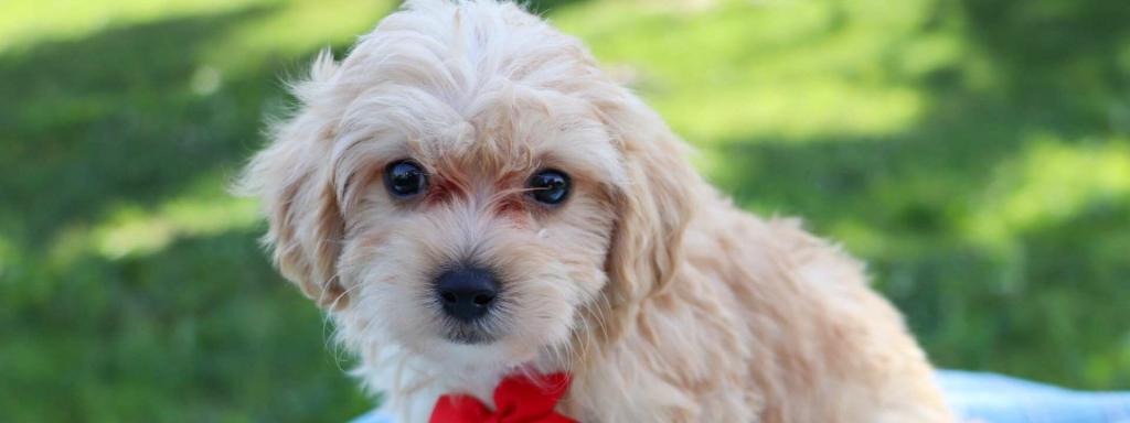 Best Portland Maltipoos Available — Crockett Doodles