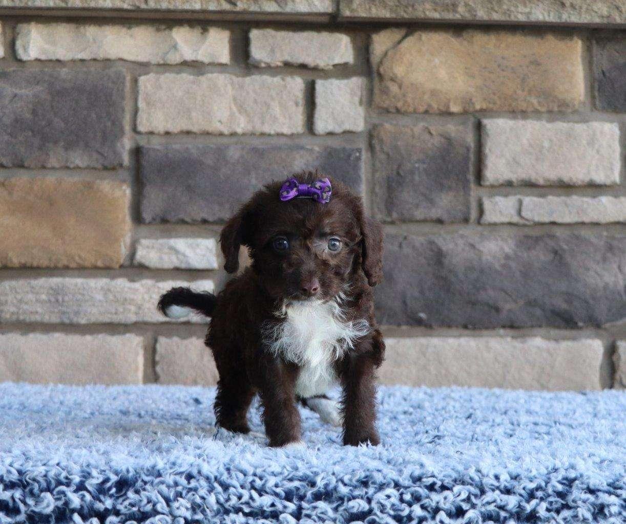 Best Indiana Doodles Available — Crockett Doodles