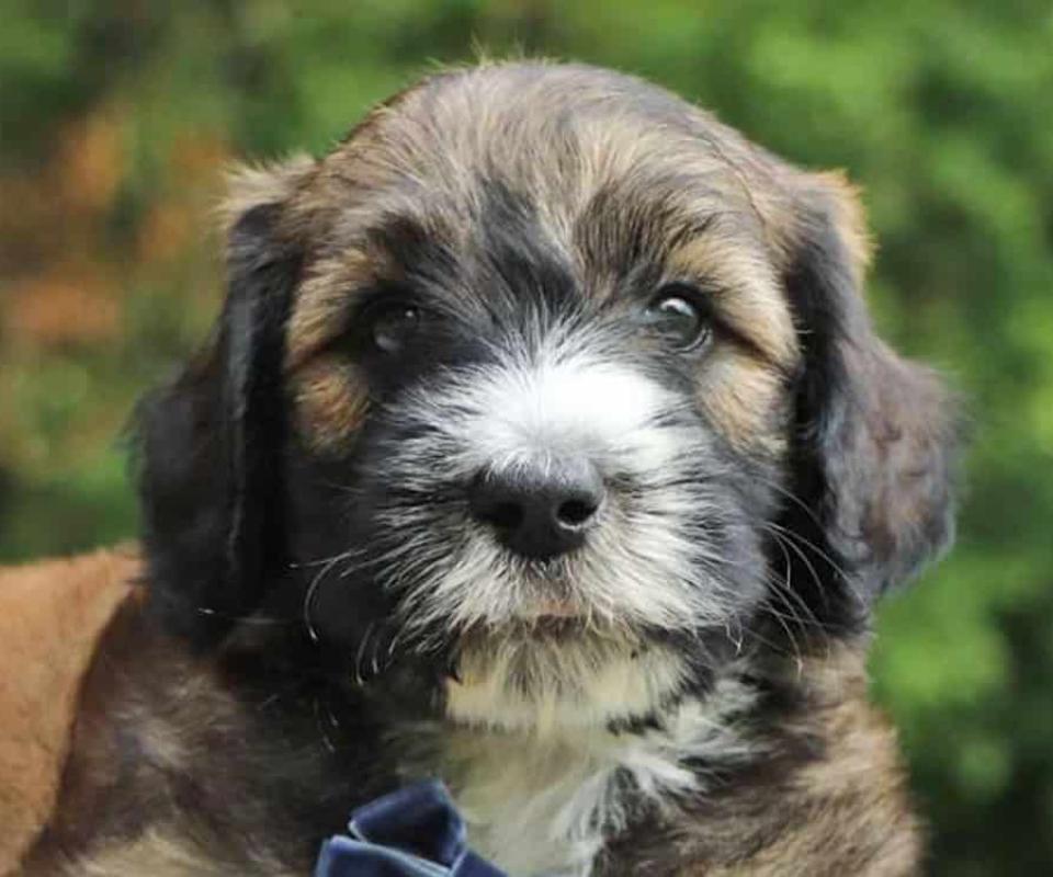 Best Las Vegas Sheepadoodles Available — Crockett Doodles