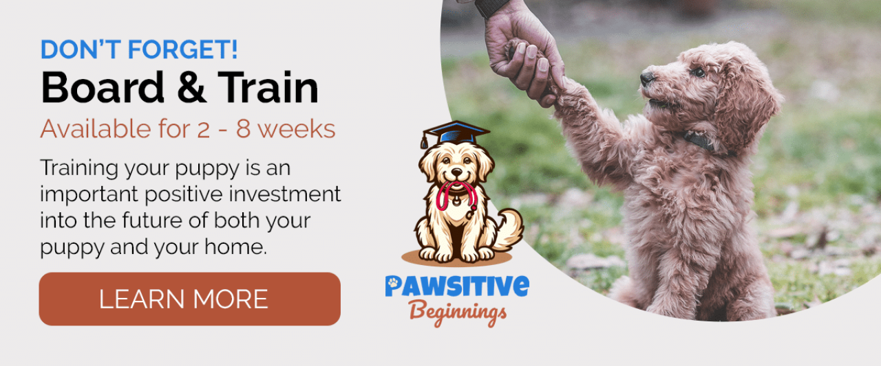 Upcoming Puppies — Crockett Doodles