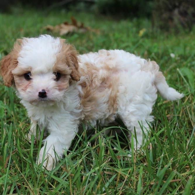 Adorable Cavapoo Puppies | Healthy & Happy Cavapoos