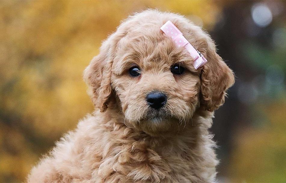 How to Choose the Best Doodle Breed For Your Family — Crockett Doodles