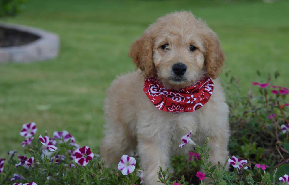 How to Choose the Best Doodle Breed For Your Family — Crockett Doodles