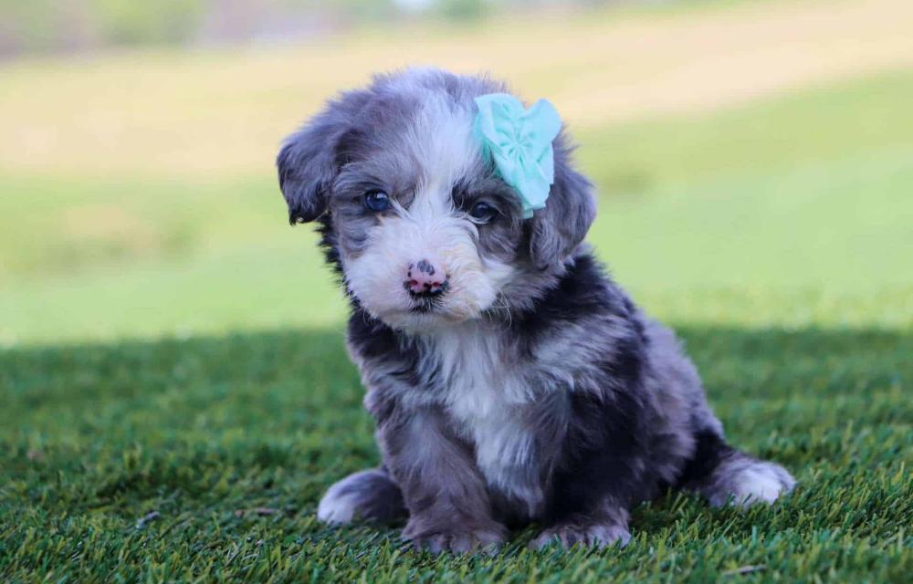 How to Choose the Best Doodle Breed For Your Family — Crockett Doodles