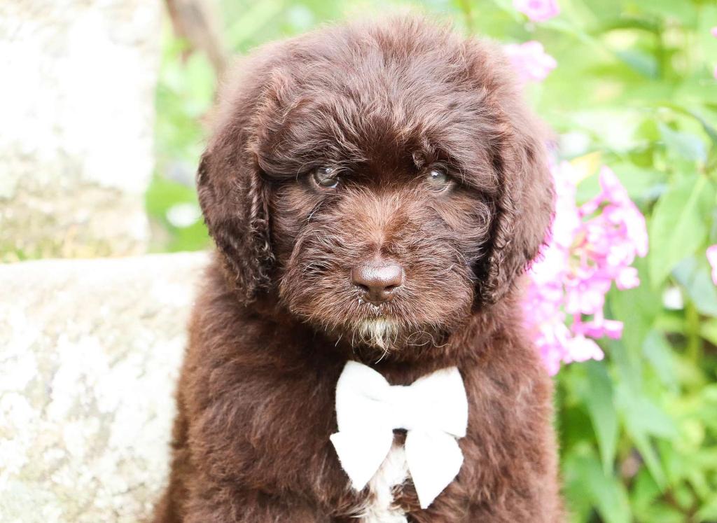 Best Phoenix Newfiedoodles Available — Crockett Doodles