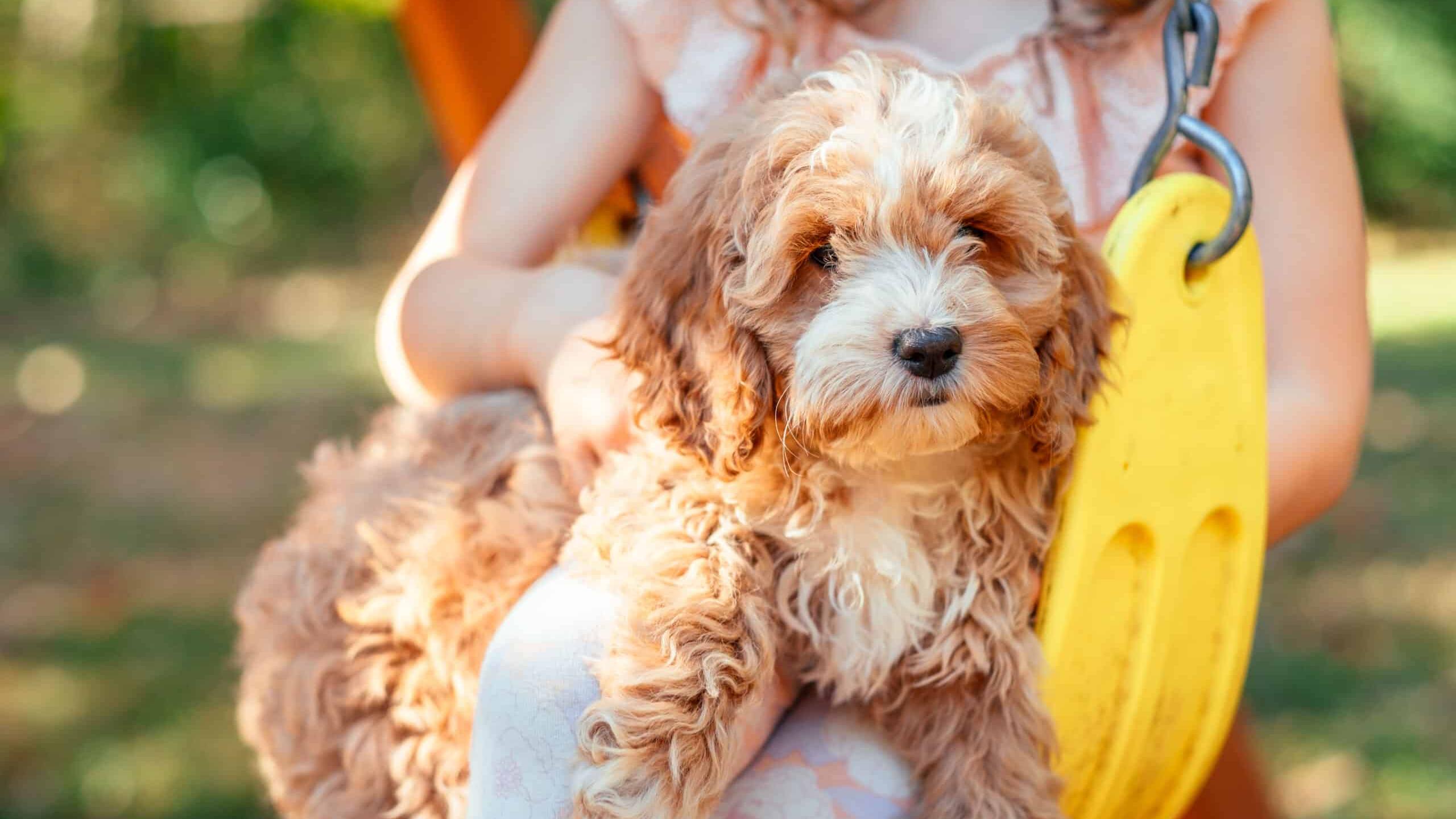 Cockapoo Growth Stages & Size Chart - (Puppy to Dog)