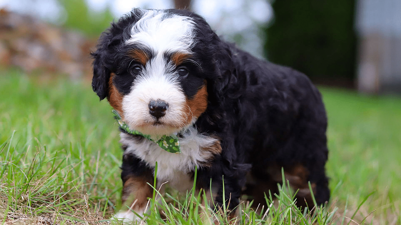 What Are the Common Colors of Bernedoodles? — Crockett Doodles