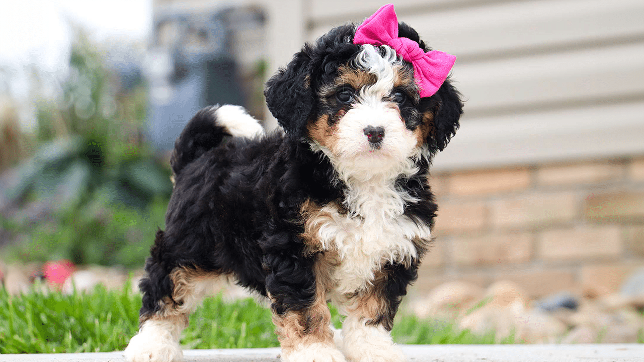 Is a male or female Bernedoodle better? — Crockett Doodles
