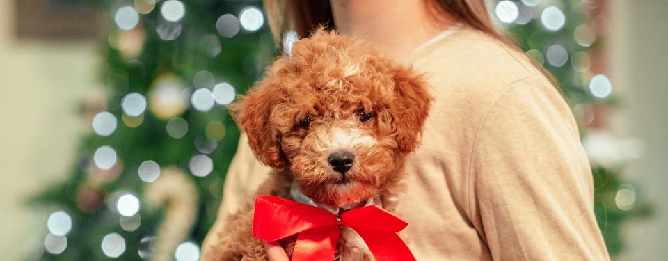 Best Maine Cavapoos Available — Crockett Doodles