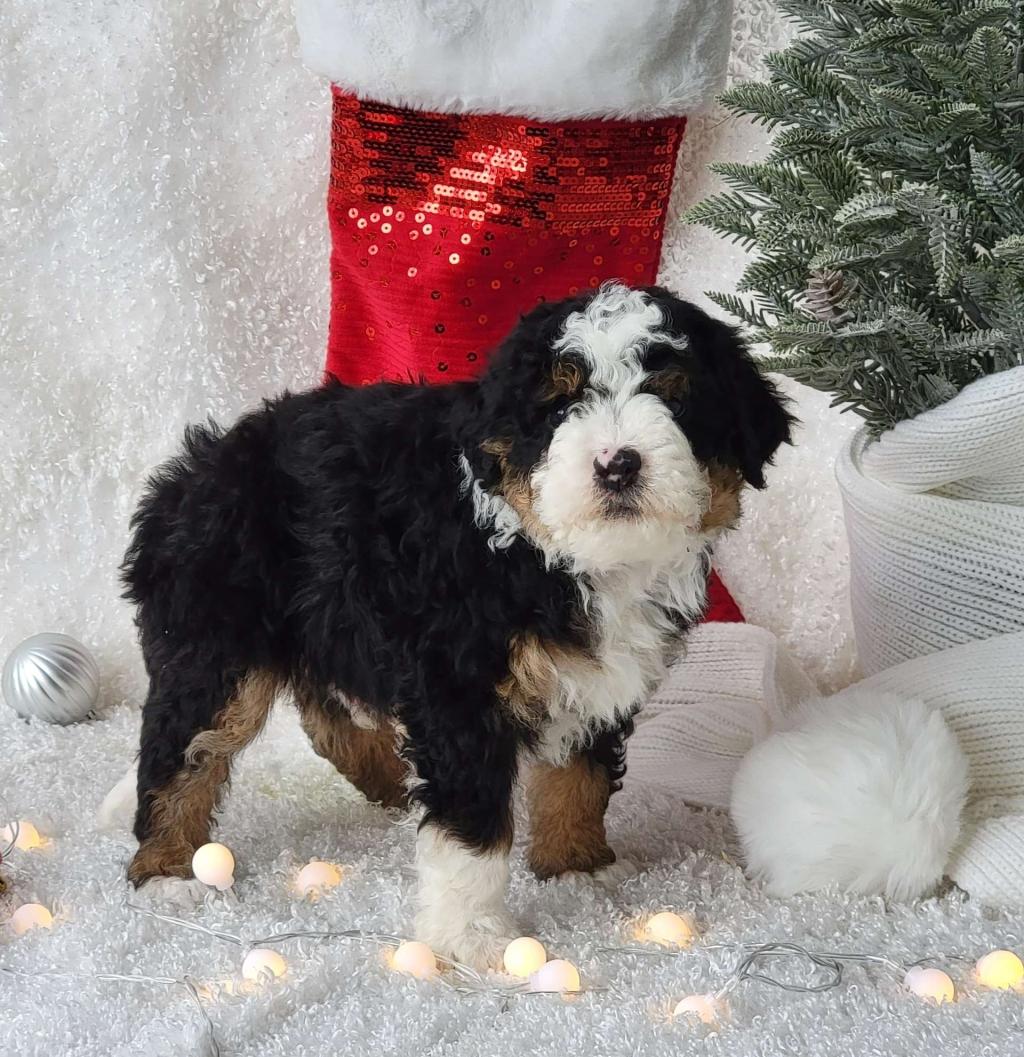 Best Minnesota Bernedoodles Available — Crockett Doodles