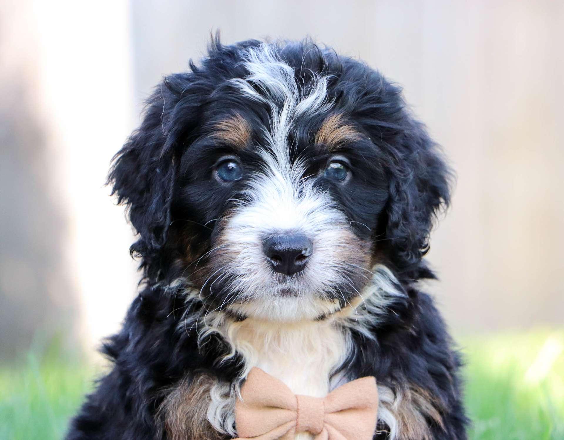 Best Reno Bernedoodles Available — Crockett Doodles