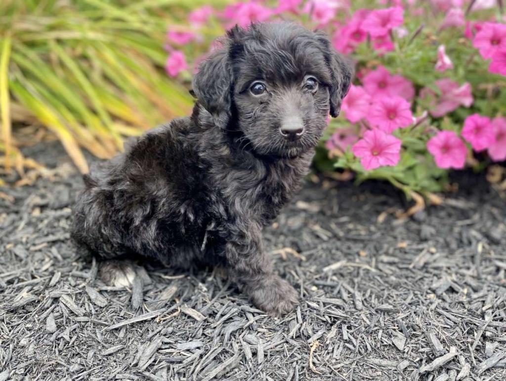 Best Seattle Doodles Available — Crockett Doodles