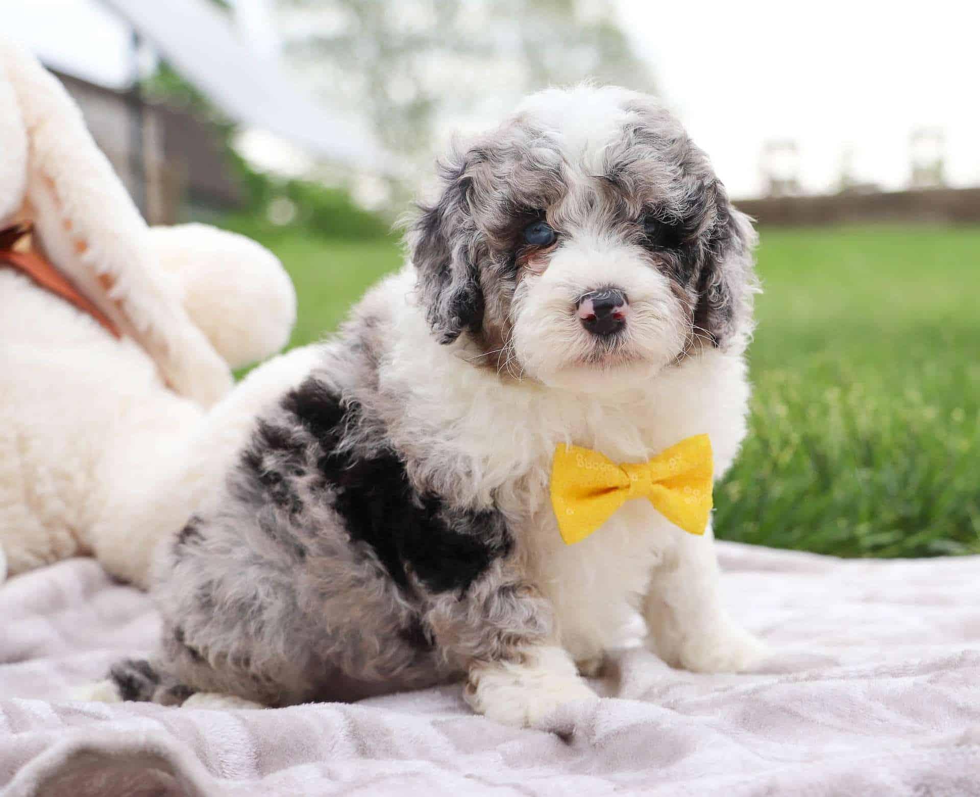 Best Fort Wayne Sheepadoodles Available — Crockett Doodles