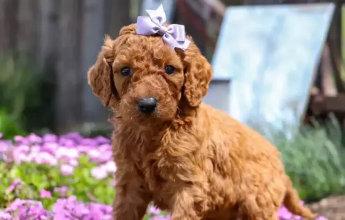 How to Choose the Best Doodle Breed For Your Family — Crockett Doodles