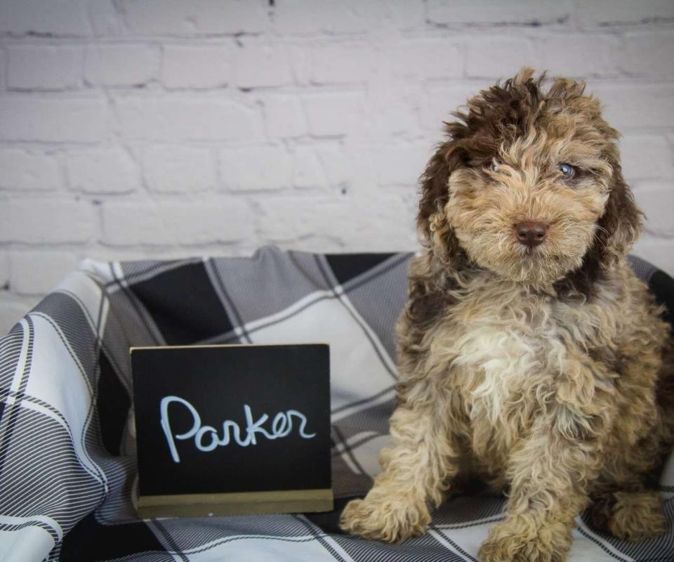 Best St. Louis Labradoodles Available — Crockett Doodles