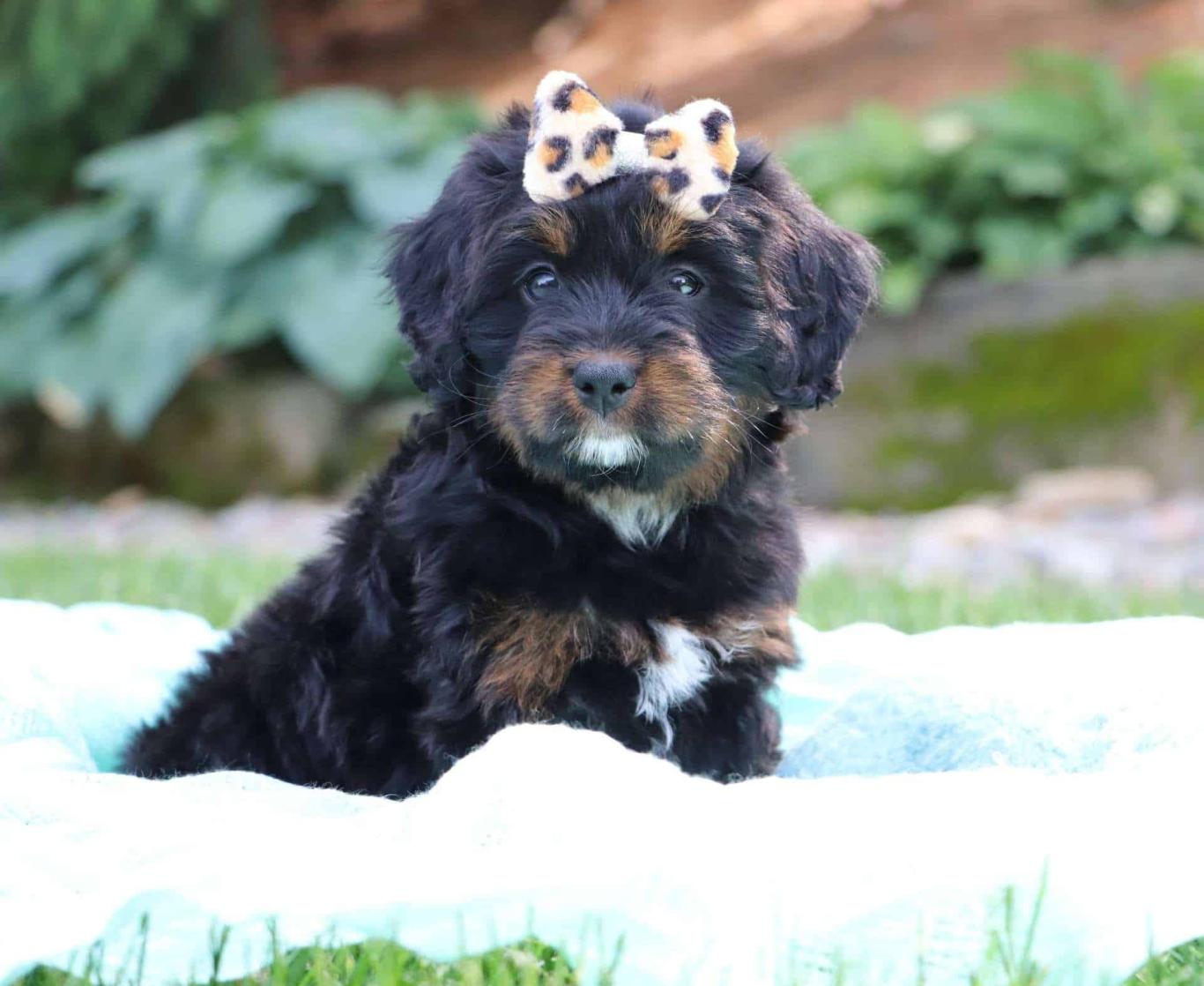 Best Buffalo Bernedoodles Available — Crockett Doodles