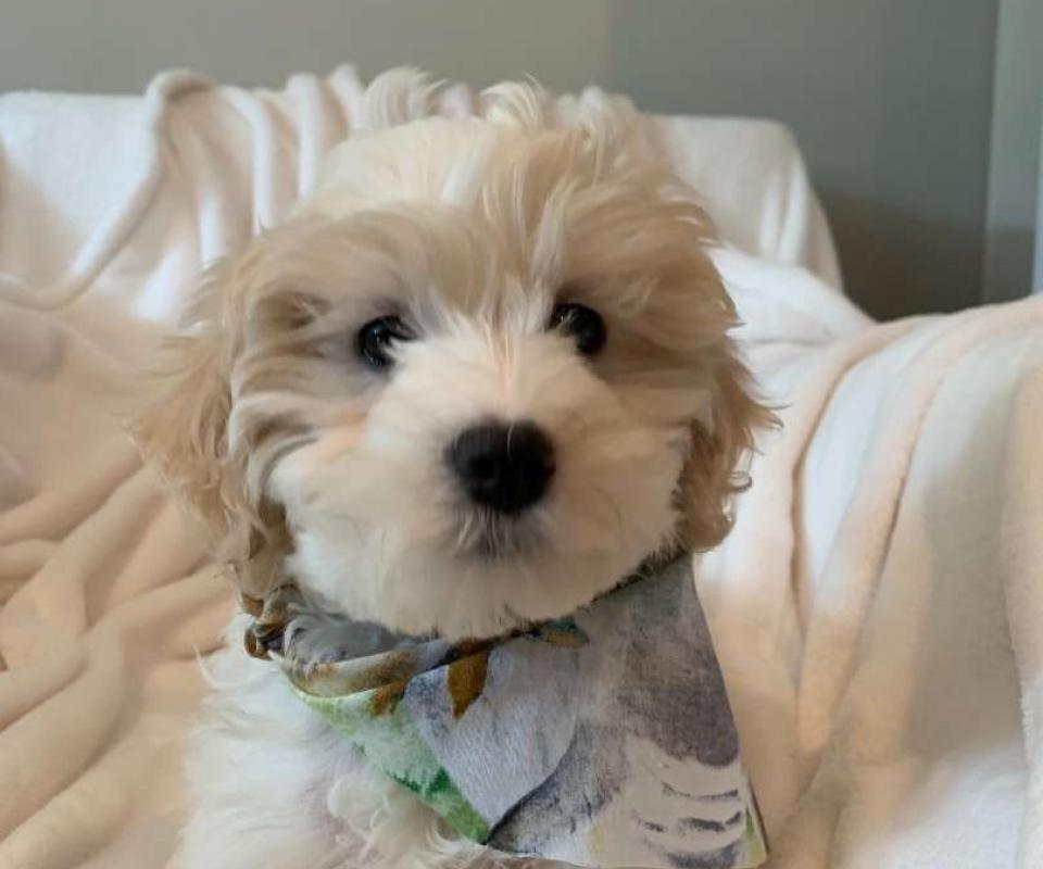 Best Reno Cockapoos Available — Crockett Doodles