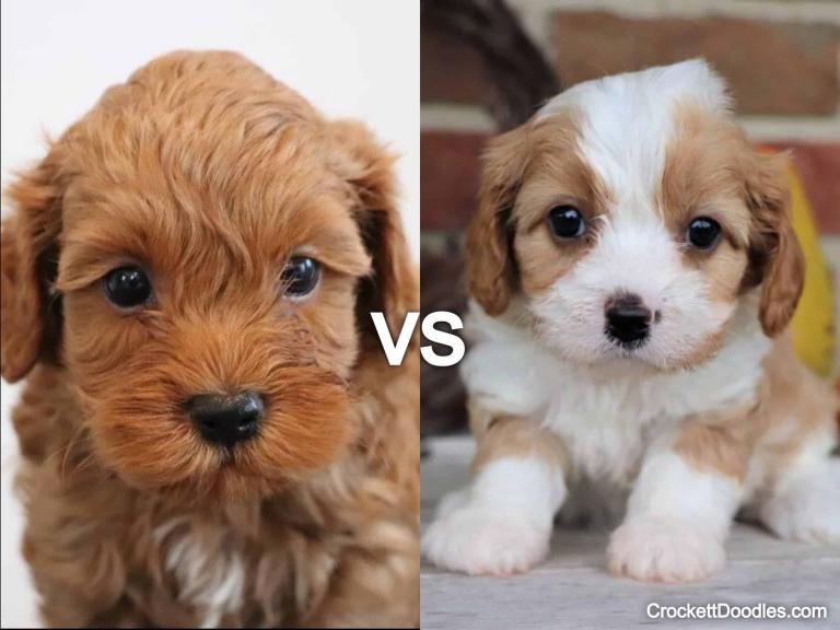 Cockapoo vs Cavapoo Breed Comparison — Crockett Doodles