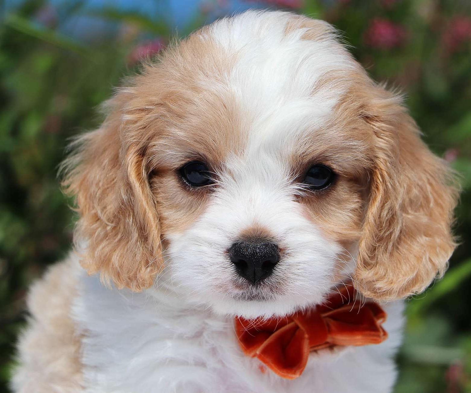 Best Houston Cavachons Available — Crockett Doodles