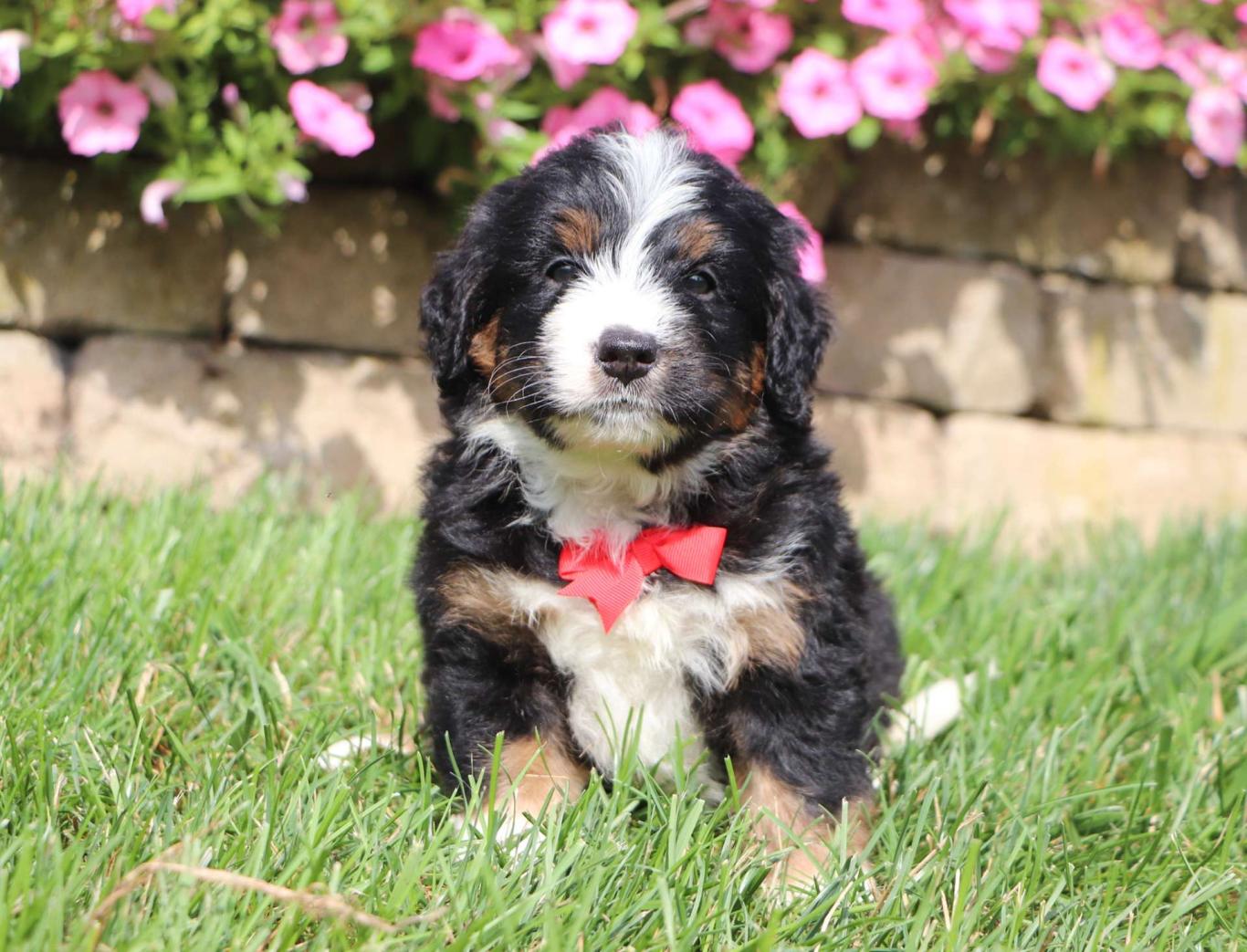 Best Ohio Doodles Available — Crockett Doodles