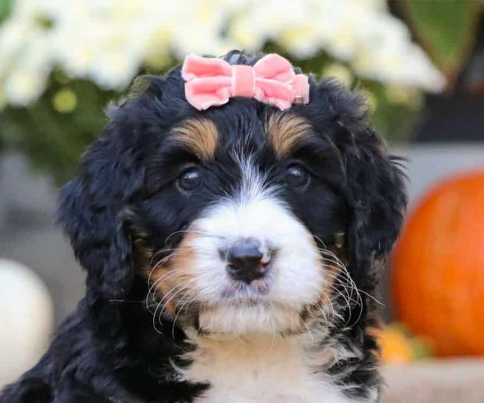 Best Atlanta Bernedoodles Available — Crockett Doodles