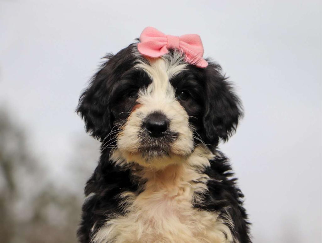 Best Virginia Saint Berdoodles Available — Crockett Doodles