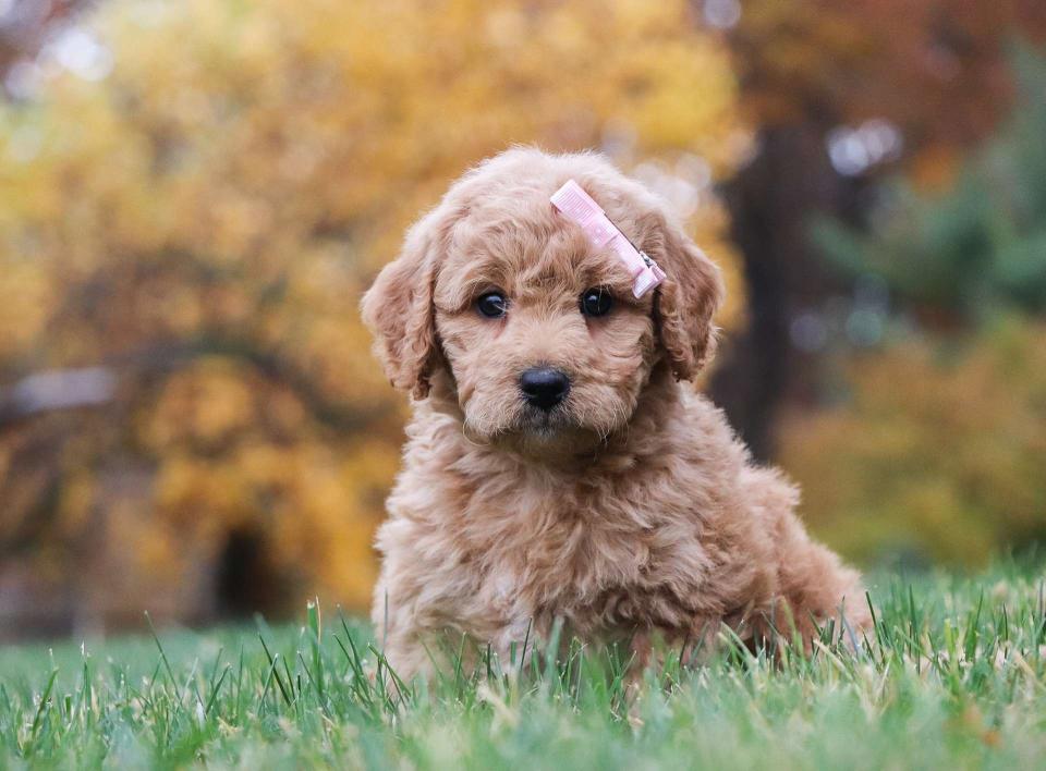 Best New Jersey Goldendoodles Available — Crockett Doodles