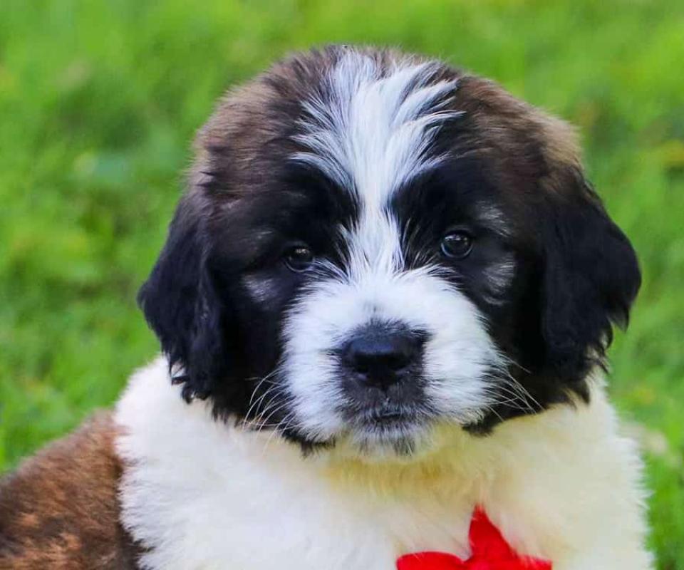 Best El Paso Saint Berdoodles Available — Crockett Doodles