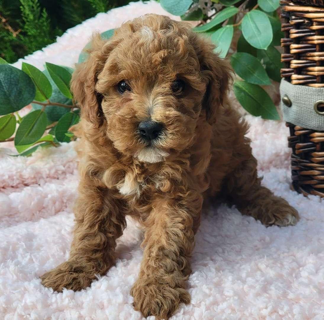 Best Dallas Cavapoos Available — Crockett Doodles