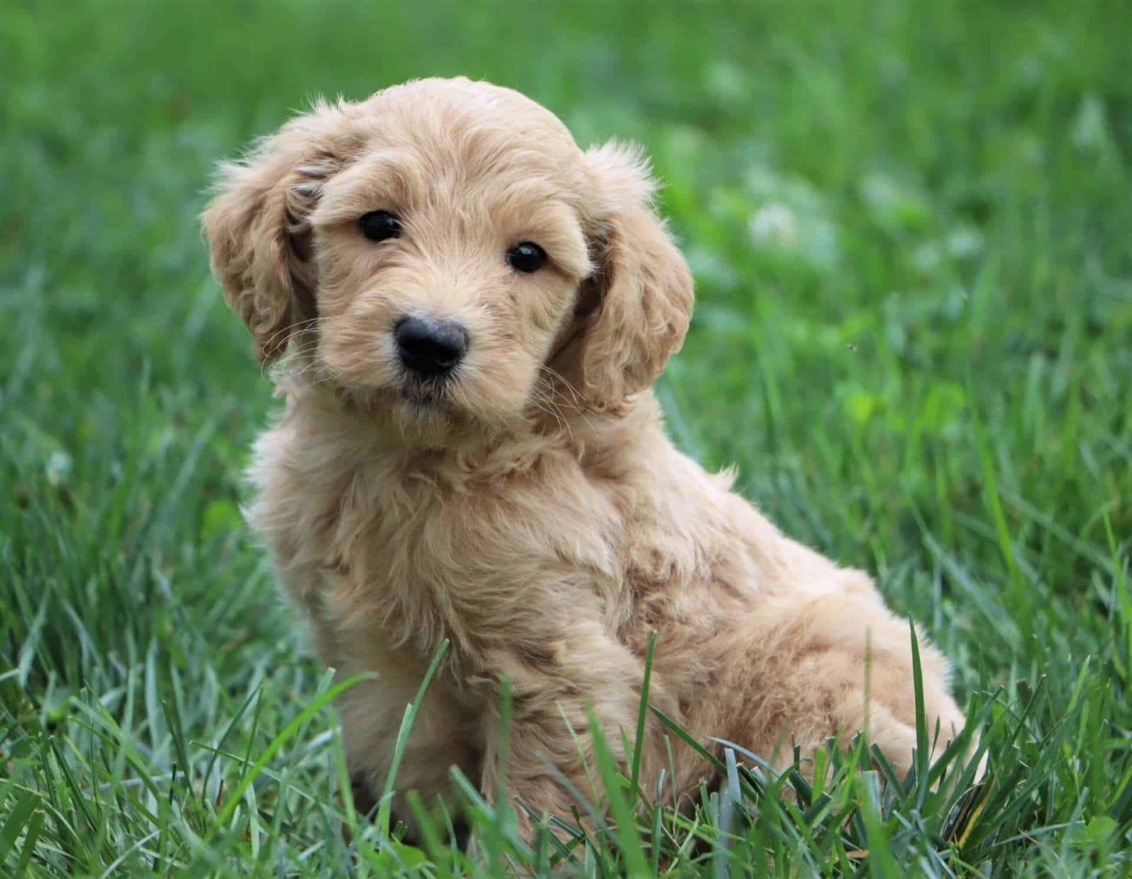 Cavapoo vs Mini Goldendoodle Breed Comparison — Crockett Doodles