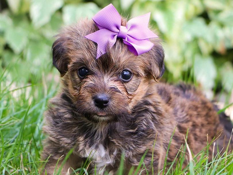 Doodle Puppies for Sale | Family-raised — Crockett Doodles