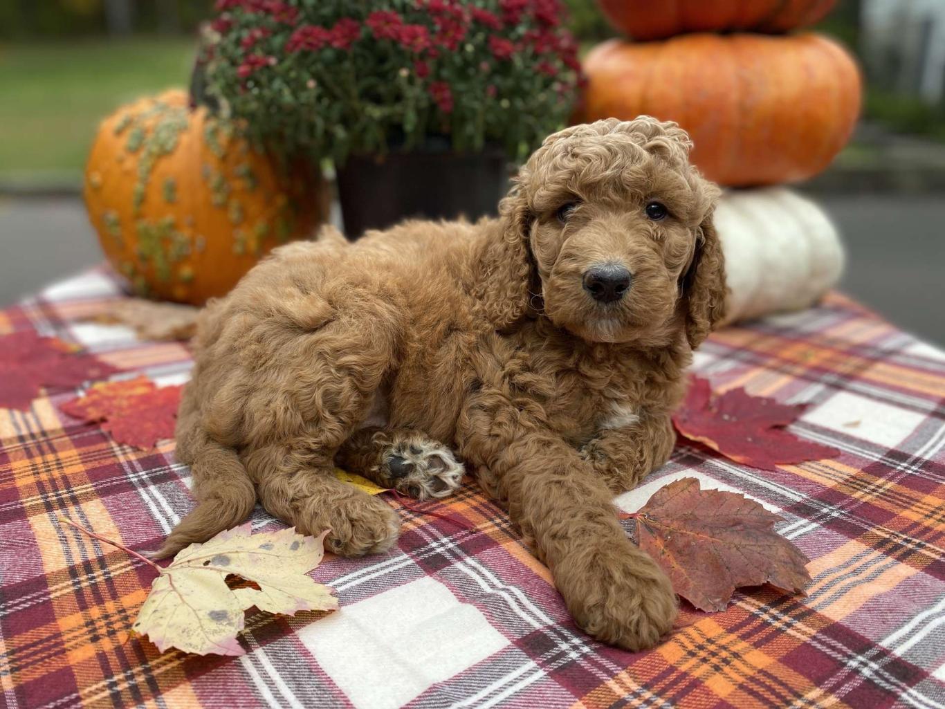 Best Utah Irishdoodles Available — Crockett Doodles