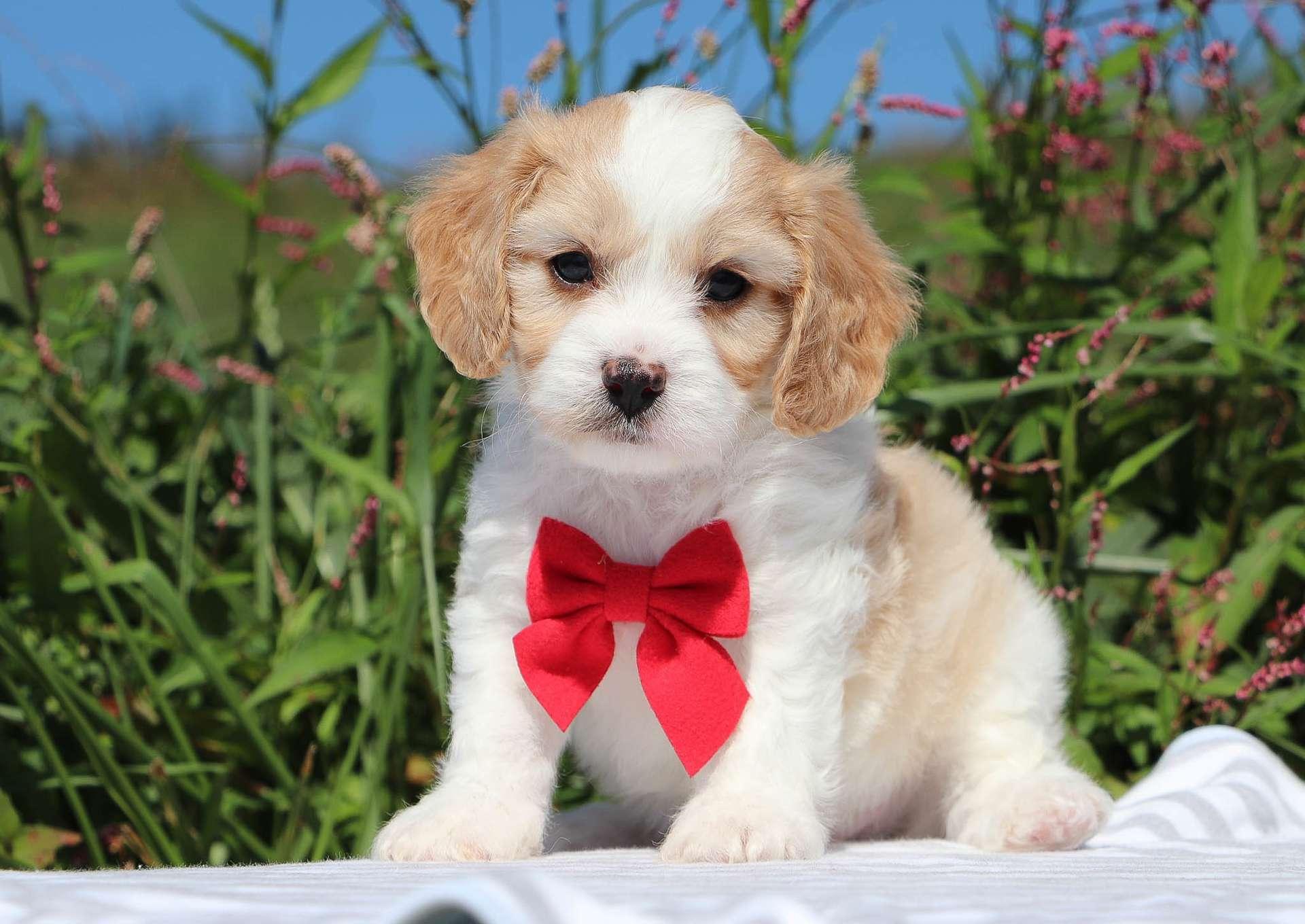 Best Oklahoma Cavachons Available — Crockett Doodles