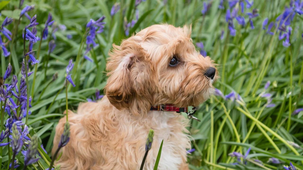 How Smart Are Cavapoos? — Crockett Doodles