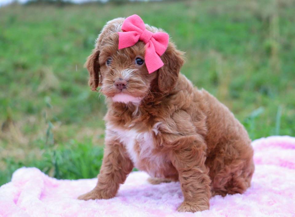 Best Winston-Salem Cockapoos Available — Crockett Doodles