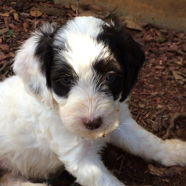 Springerdoodle Puppies and Mini Springerdoodle Puppies Puppies ...