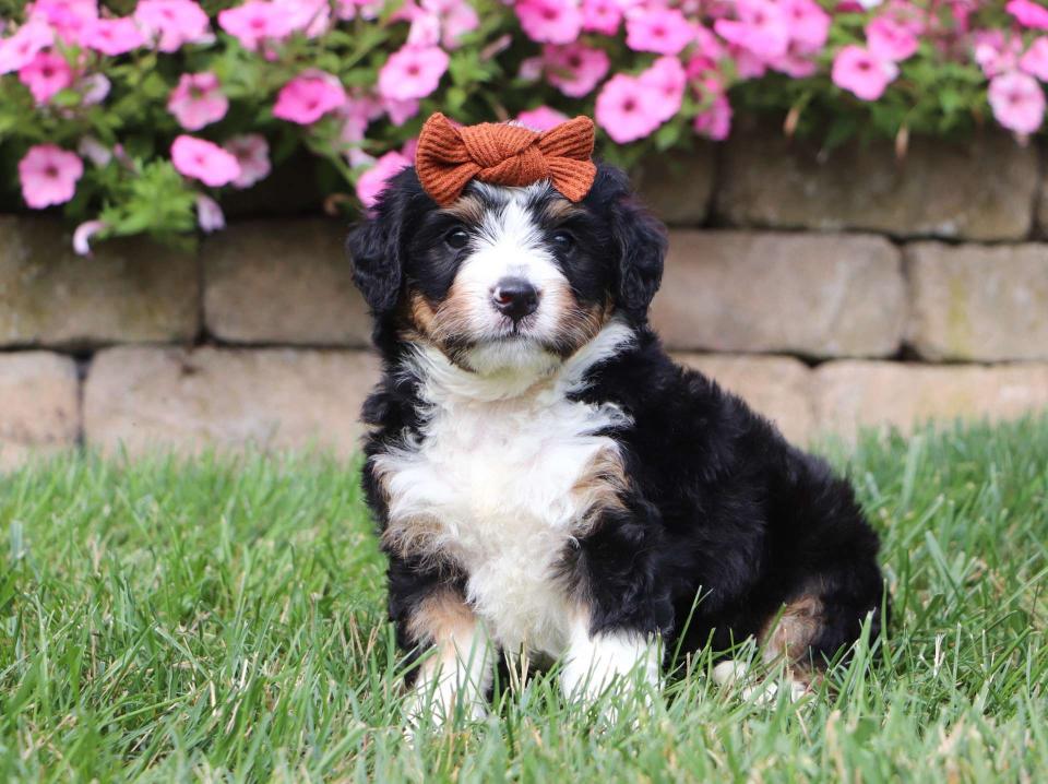 Best Louisiana Doodles Available — Crockett Doodles