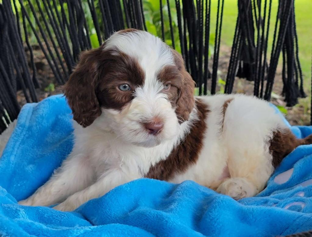 Best Austin Doodles Available — Crockett Doodles