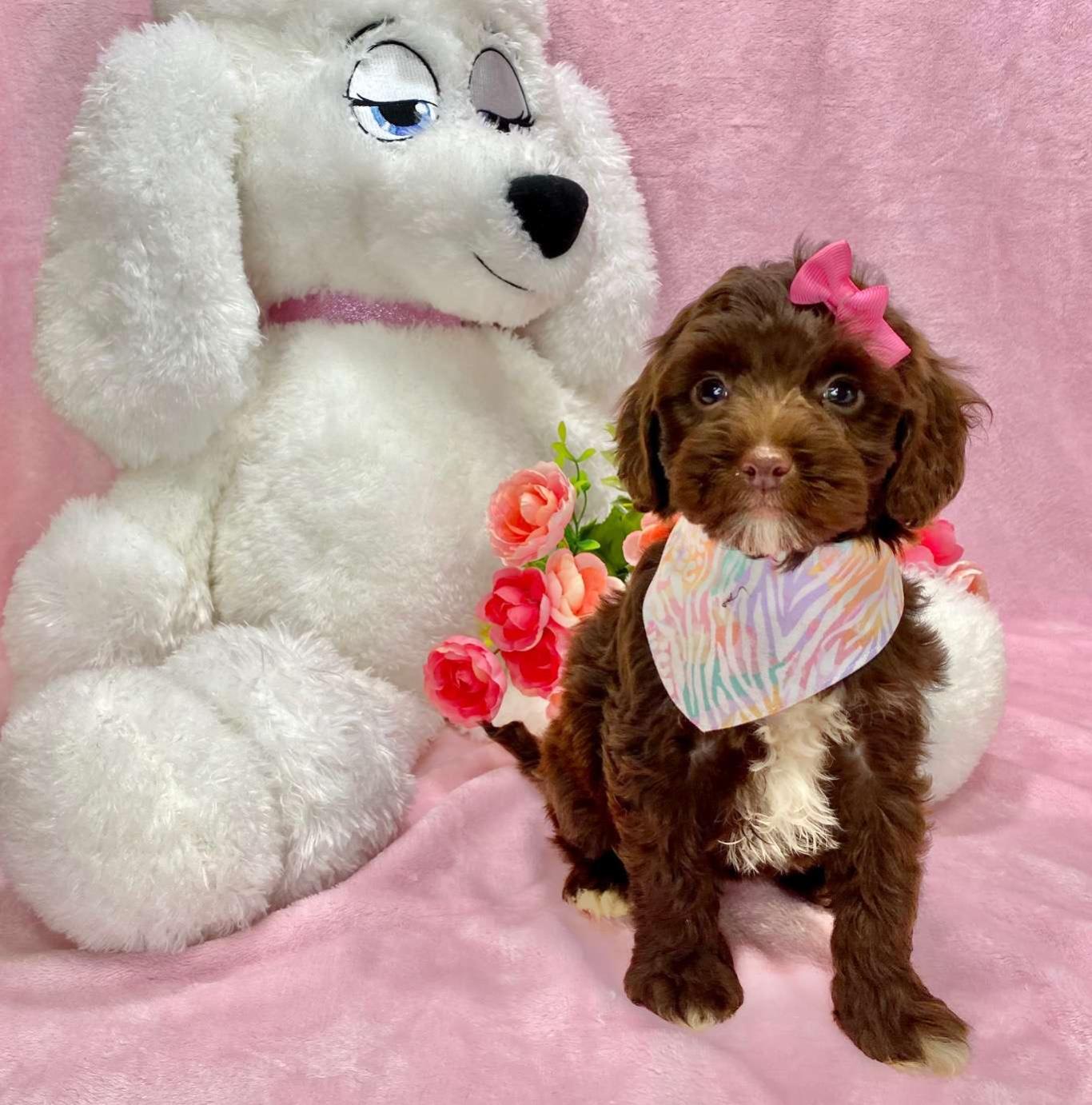 Best Plano Springerdoodles Available — Crockett Doodles