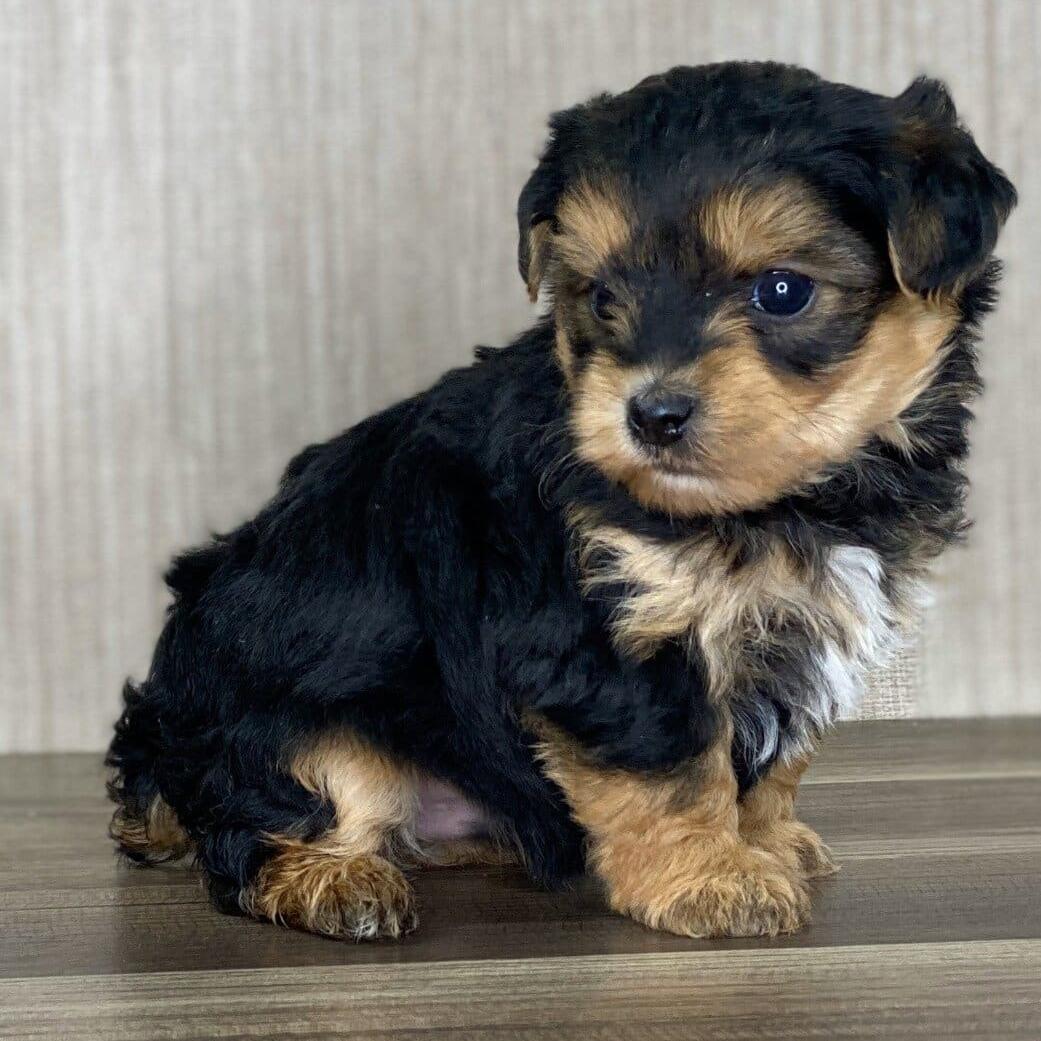 Yorkie Poo Puppies - Adorable Yorkipoo Mix for Sale | Crockett Doodles