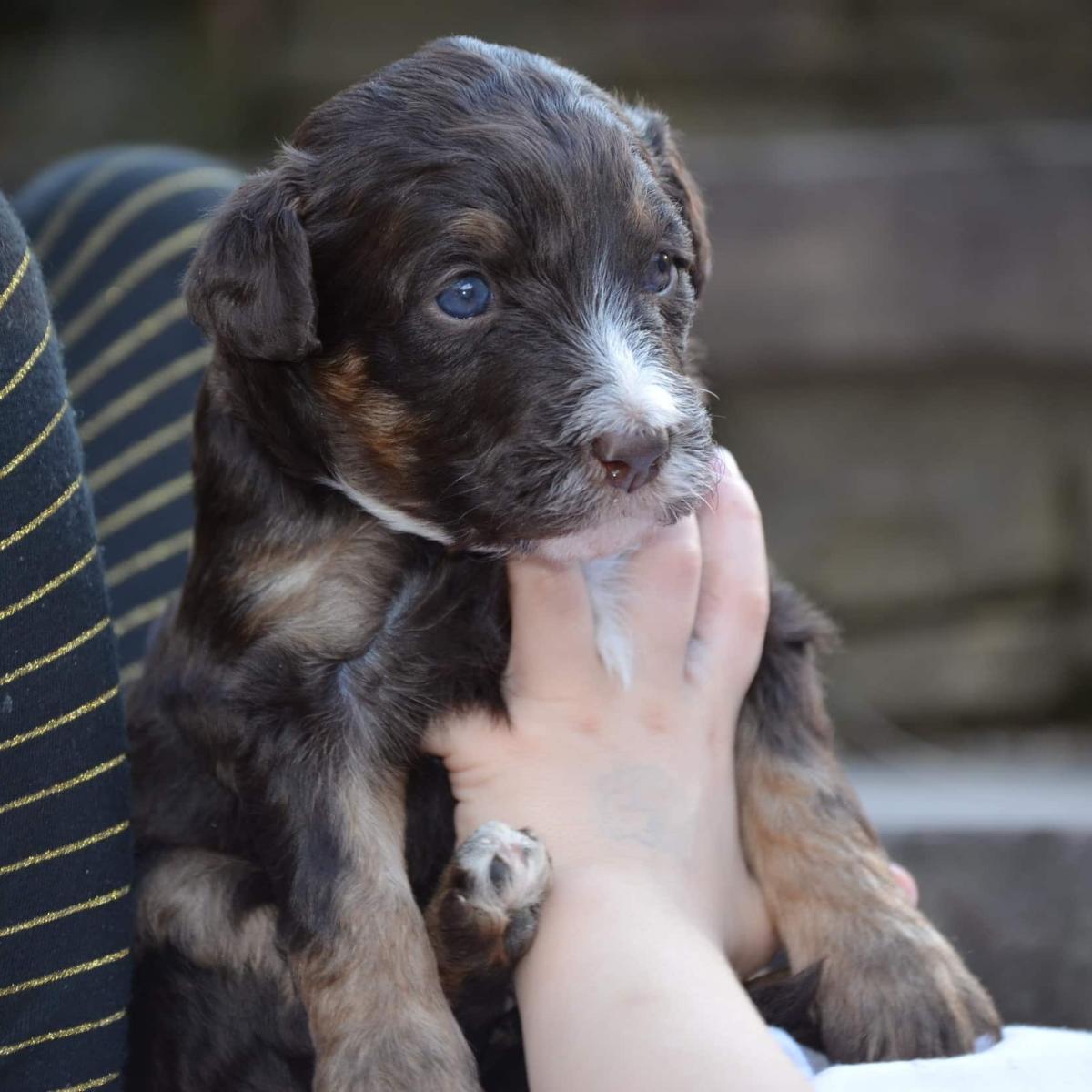 Swiss Doodle Puppies and Mini Swiss Doodle Puppies - Intelligent ...