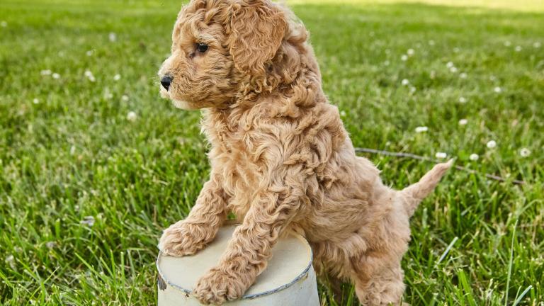How Smart Is a Goldendoodle? — Crockett Doodles