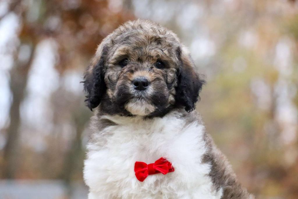 Best Michigan Newfiedoodles Available — Crockett Doodles