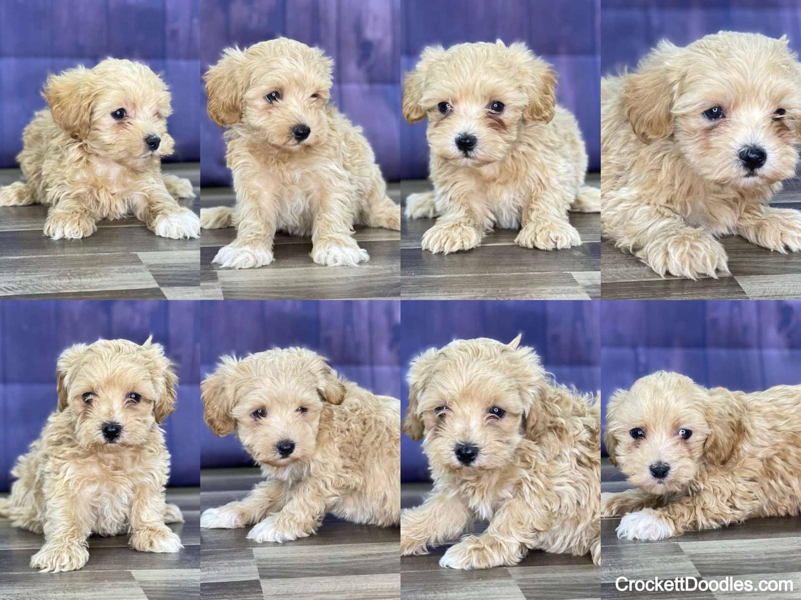 Maltipoo Puppies for Sale - Fluffy, Adorable & Family-Raised